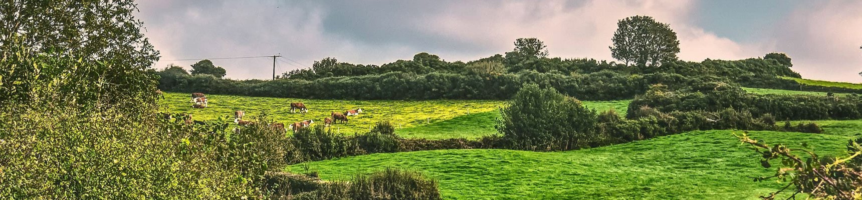 Mapping England's hedgerow landscape