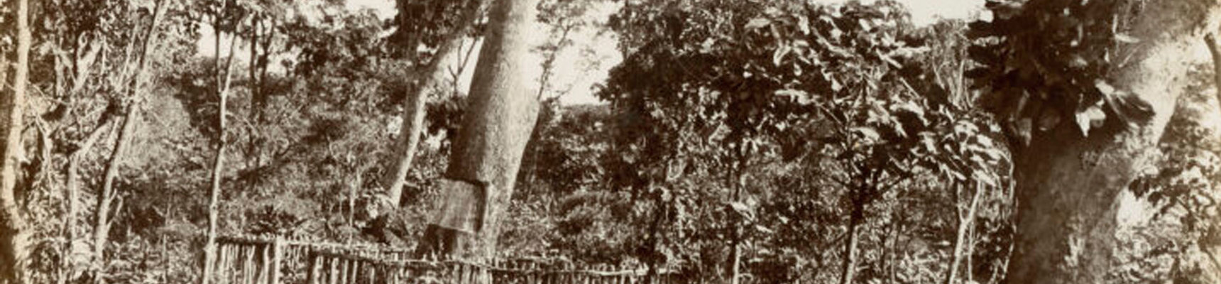 Mpundu tree and Livingstone tree bark
