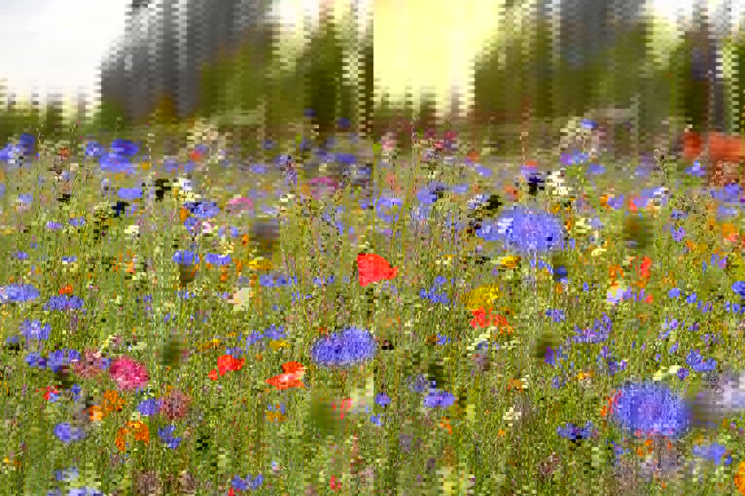 Ecosystems fieldwork techniques - RGS